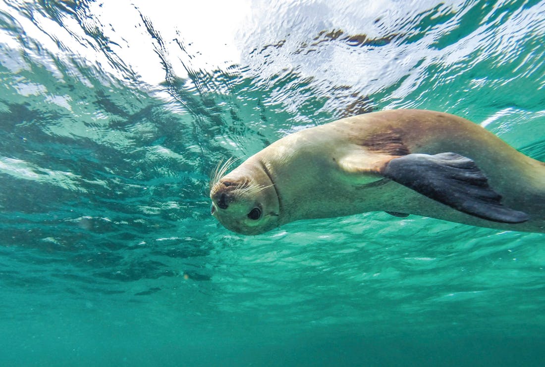 Baird Bay Experience Swim with Sea Lions and Dolphins, Tour Servi...