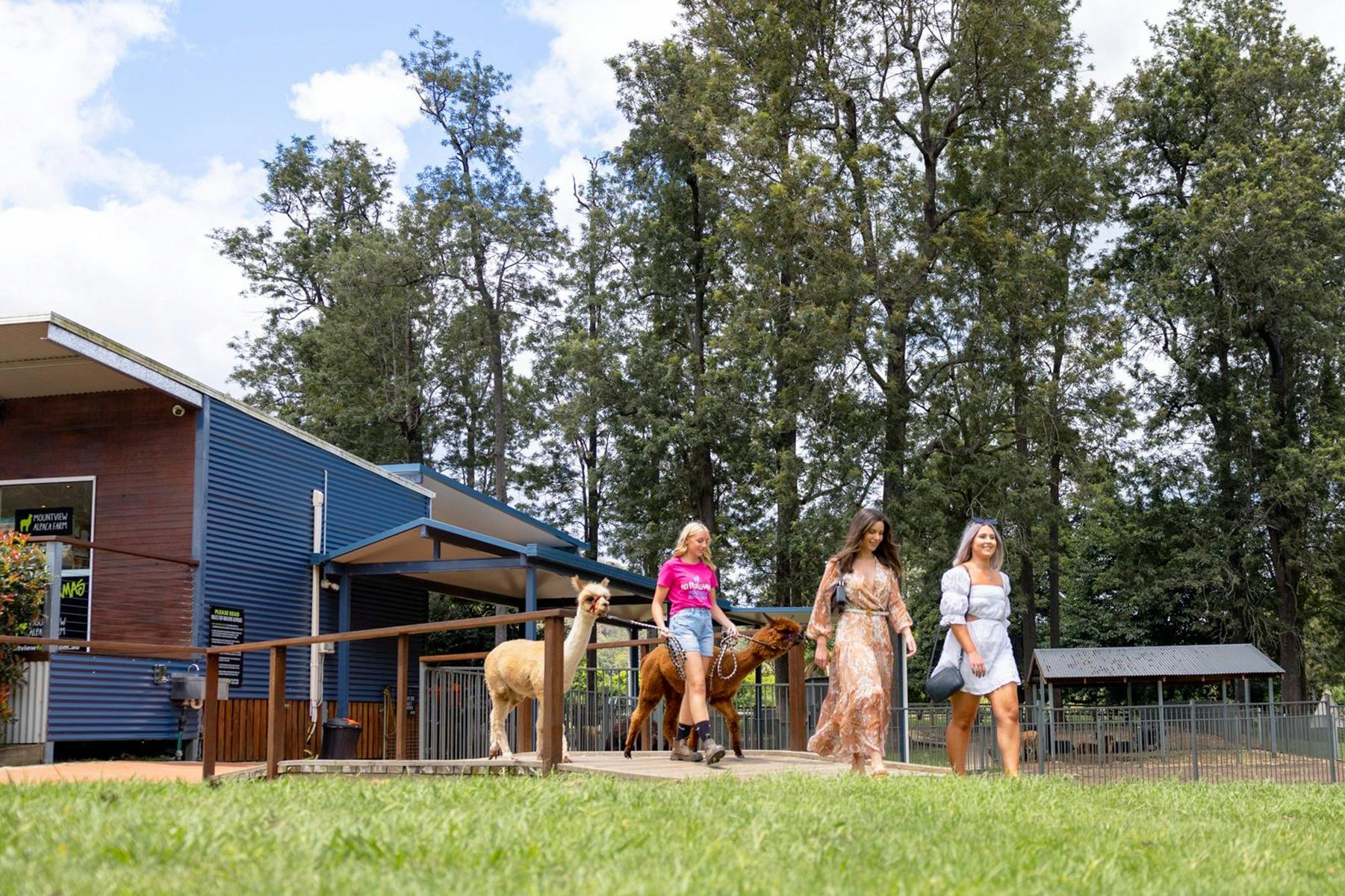 Mountview Alpaca Farm