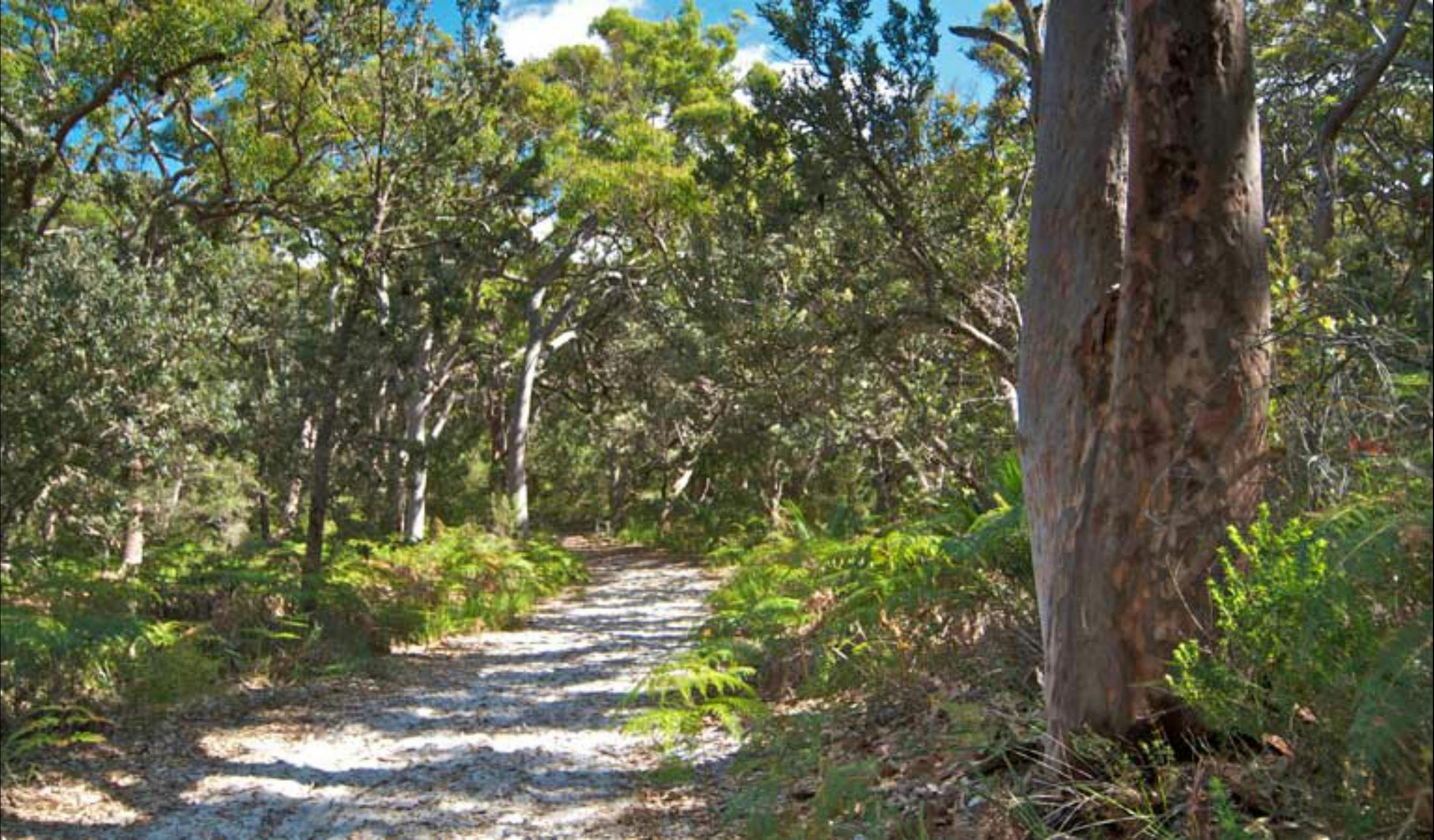 Red Gum trail | NSW Holidays & Accommodation, Things to Do, Attractions ...