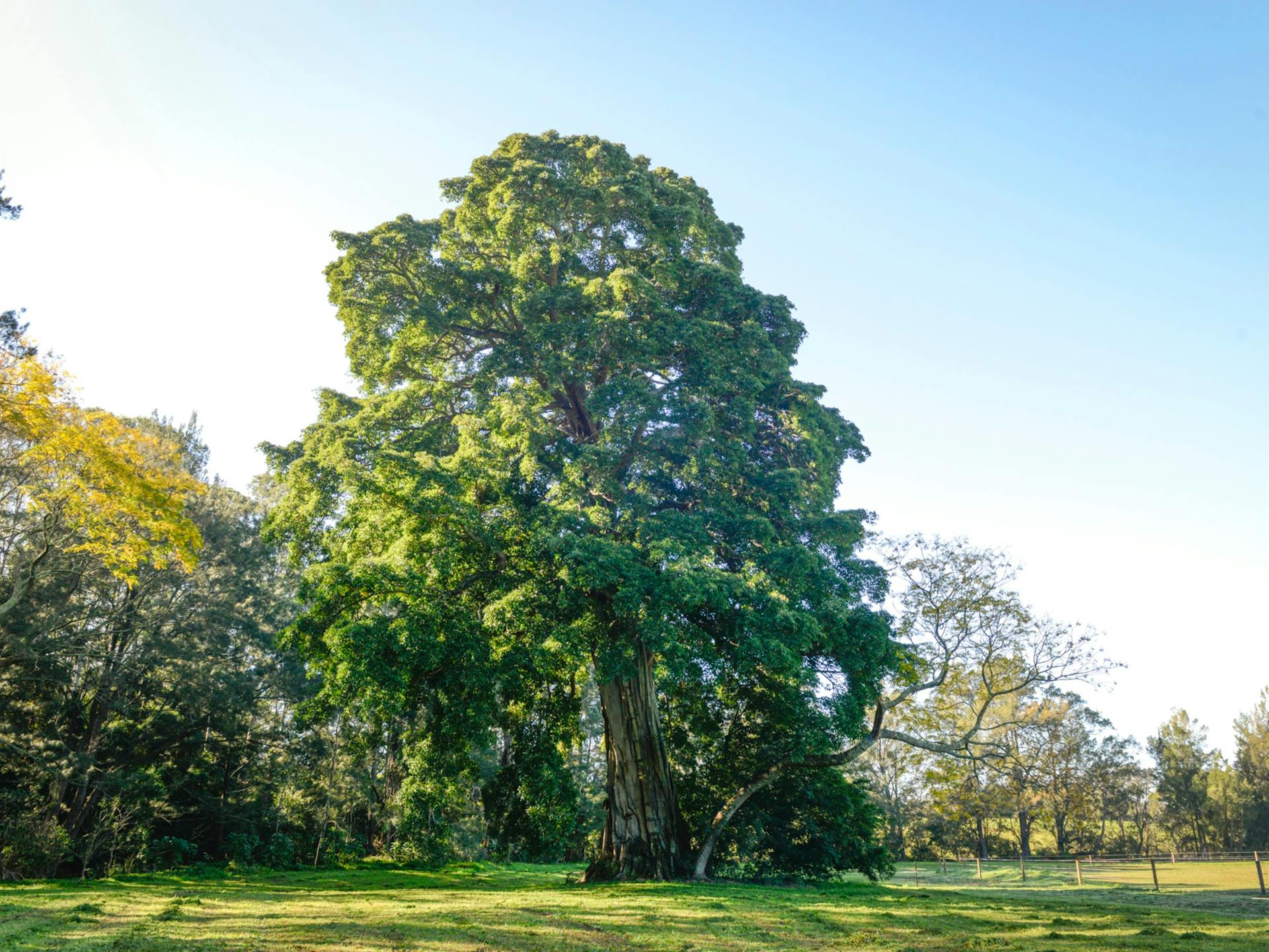 Big Fig Tree in Berry - The Fold: Your Guide to Everything Regional ...