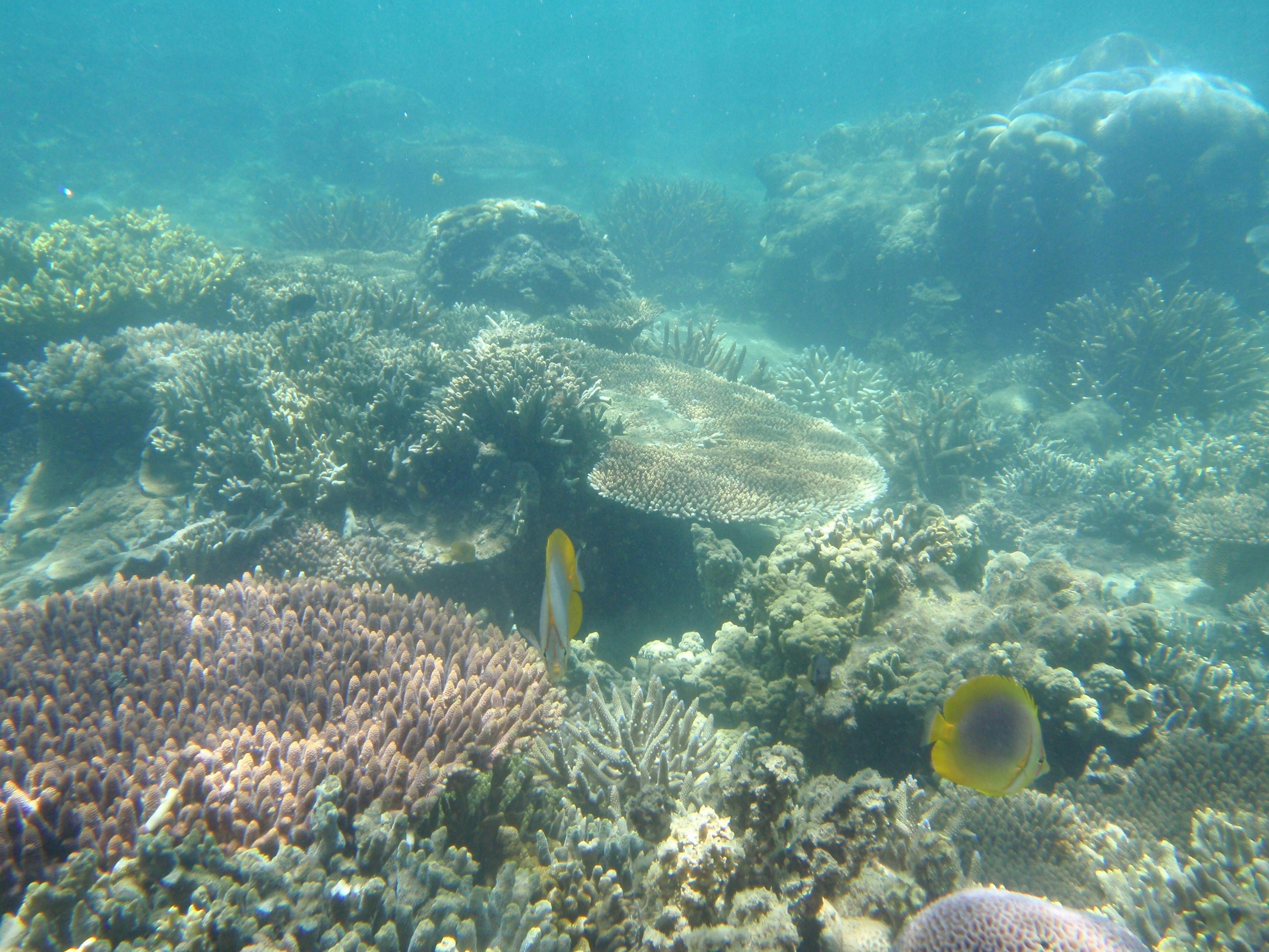 Great Barrier Reef Safaris | Tours | Queensland