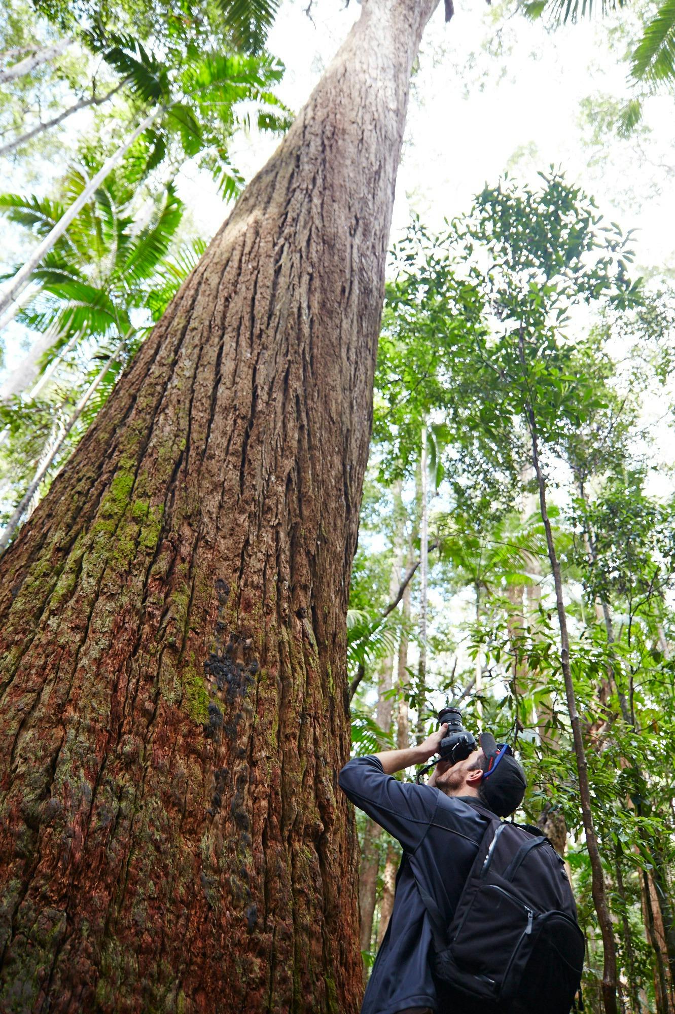 Pile Valley Circuit | Visit Fraser Coast
