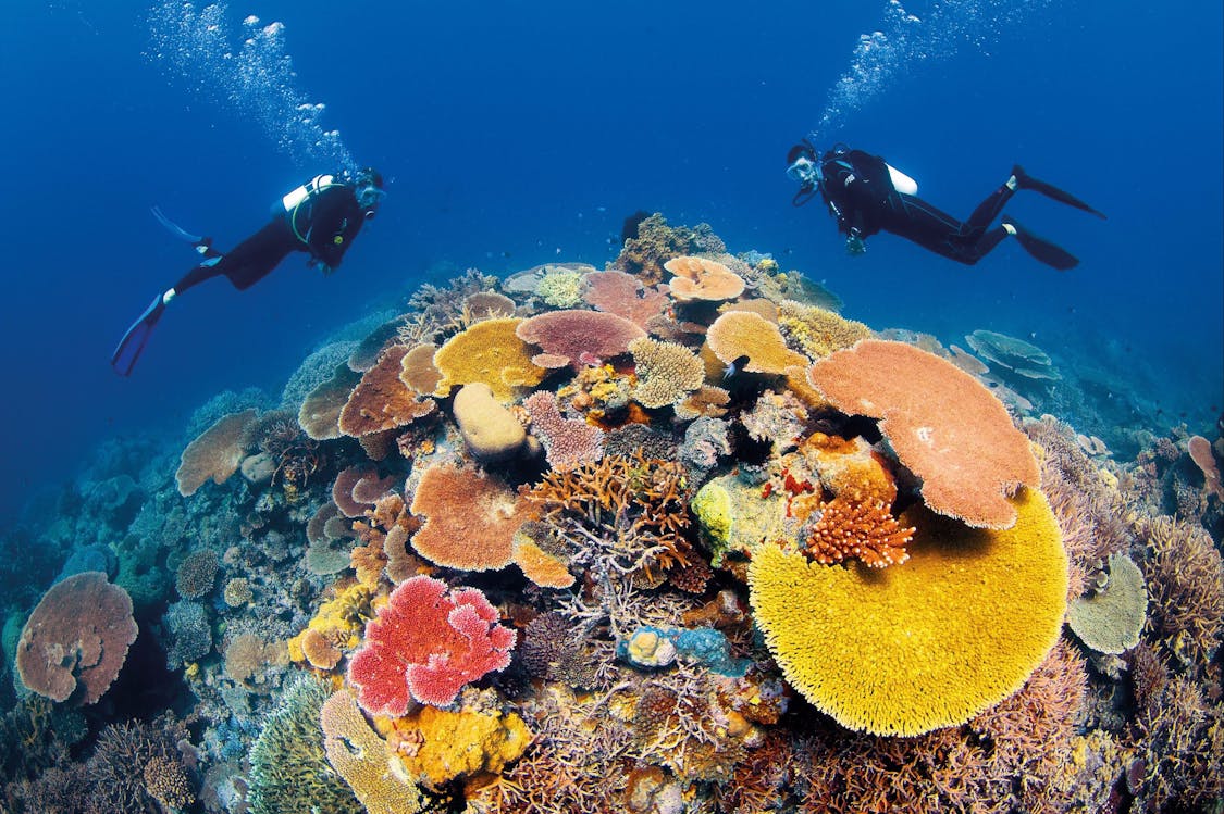 Agincourt Reef Cairns And Great Barrier Reef