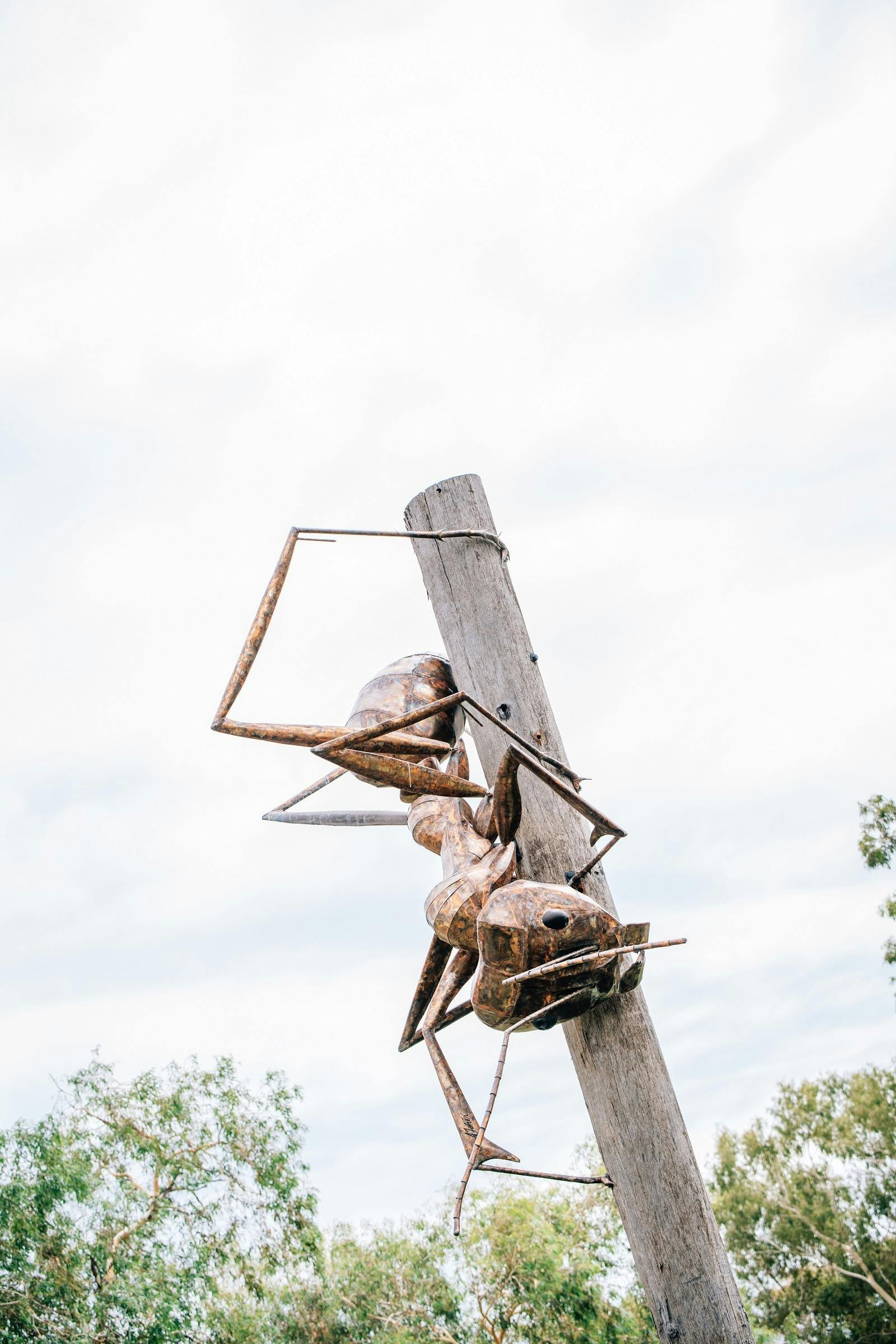 Augathella Meat Ant Park