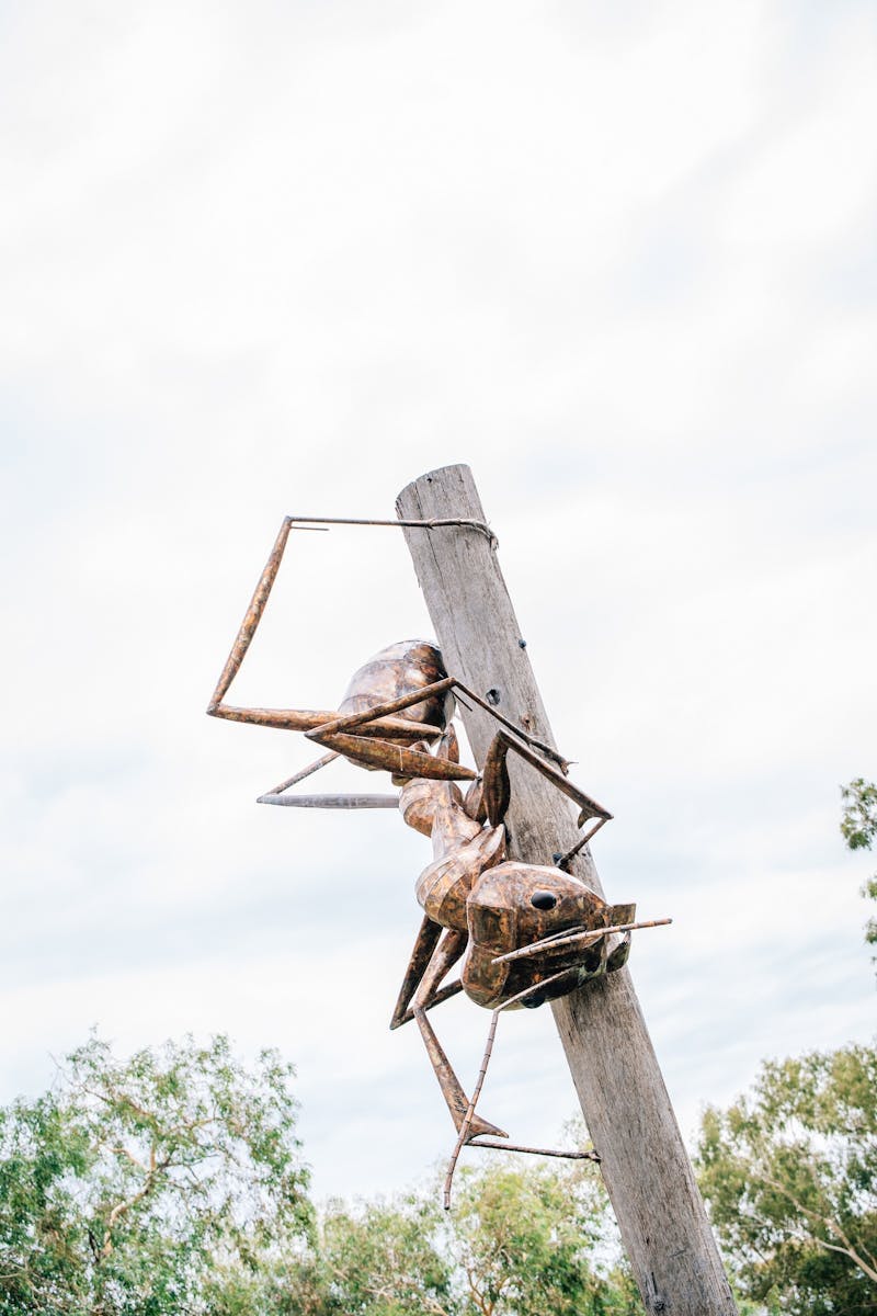 Augathella Meat Ant Park