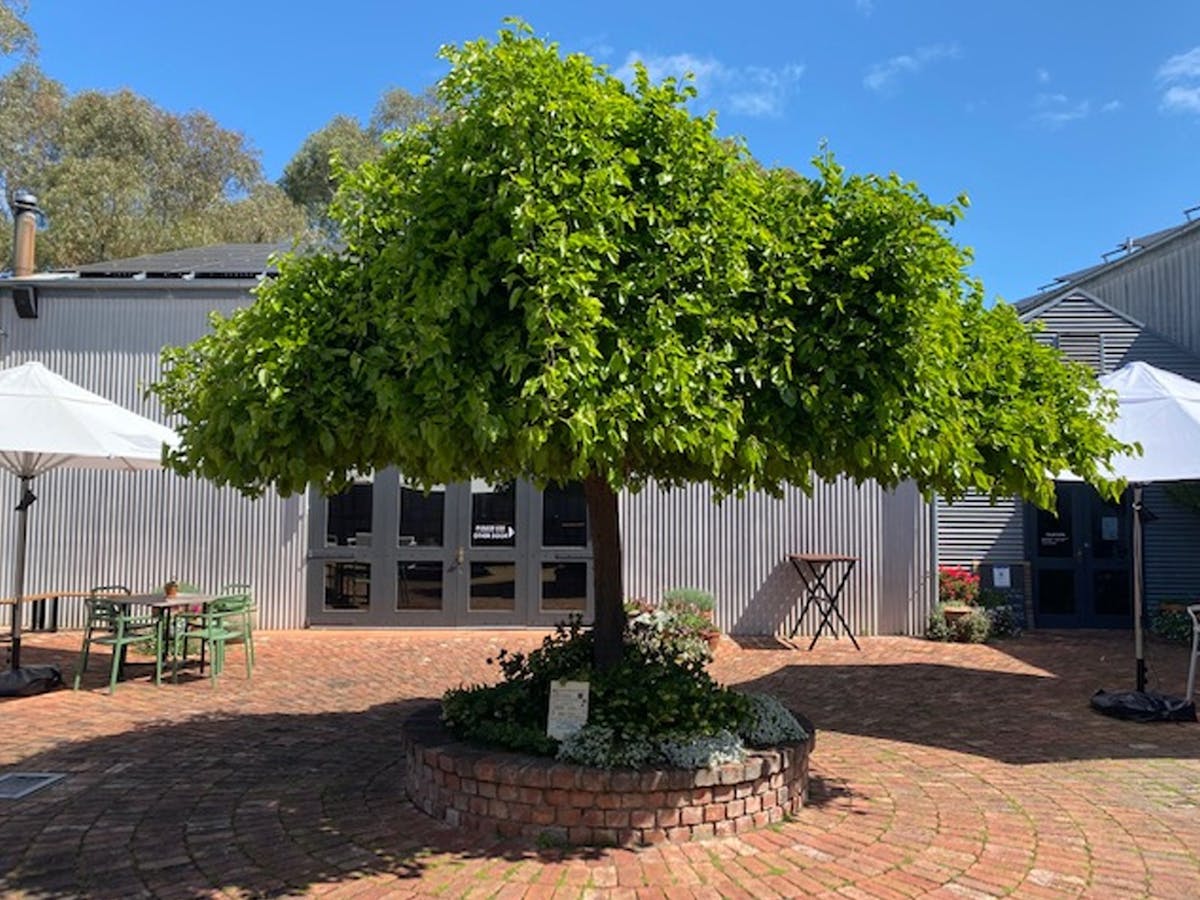 McLaren Vale Cellar Door Tree Trail | Attraction in McLaren Vale