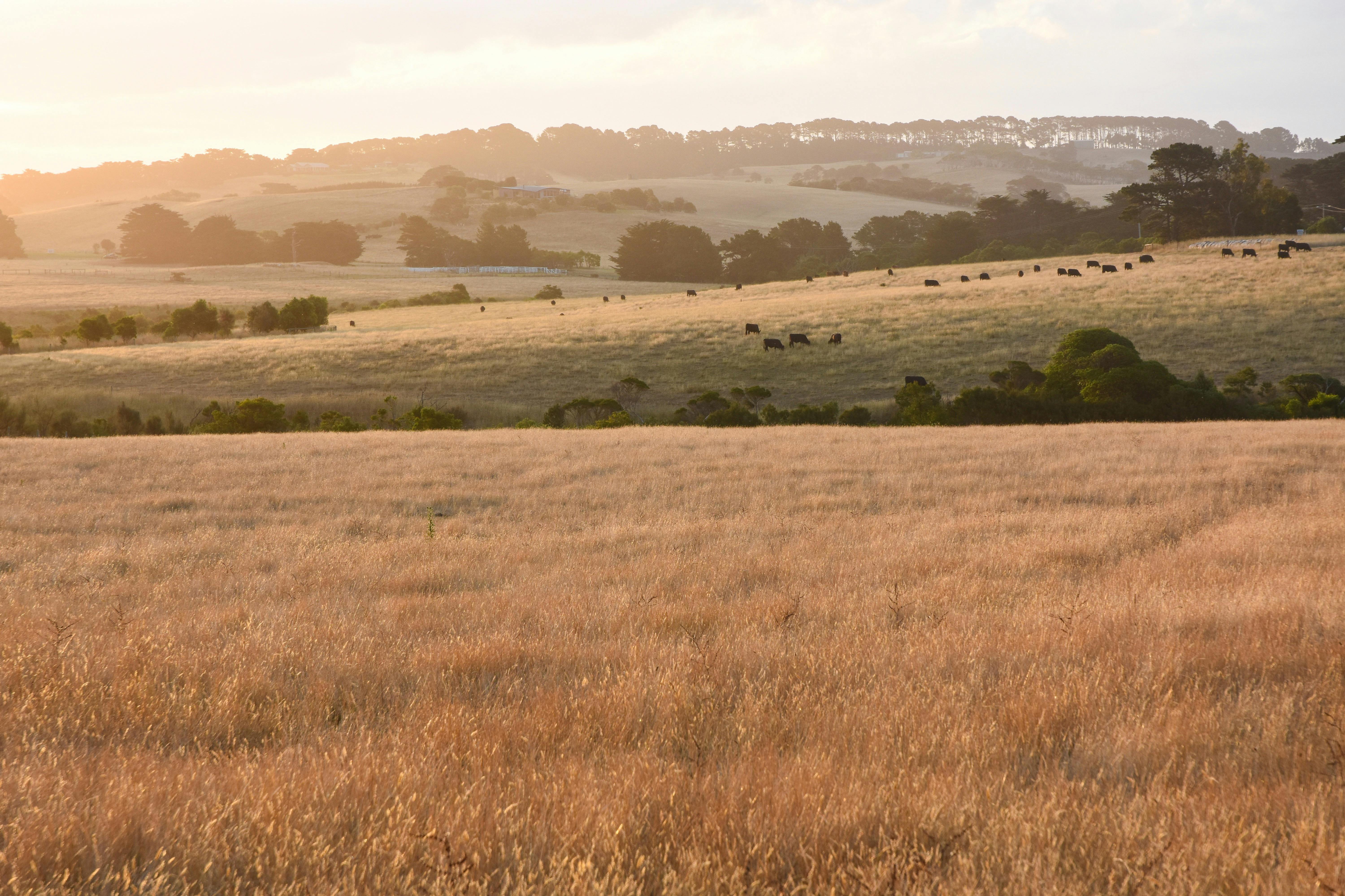 Flinders — Visit Mornington Peninsula.