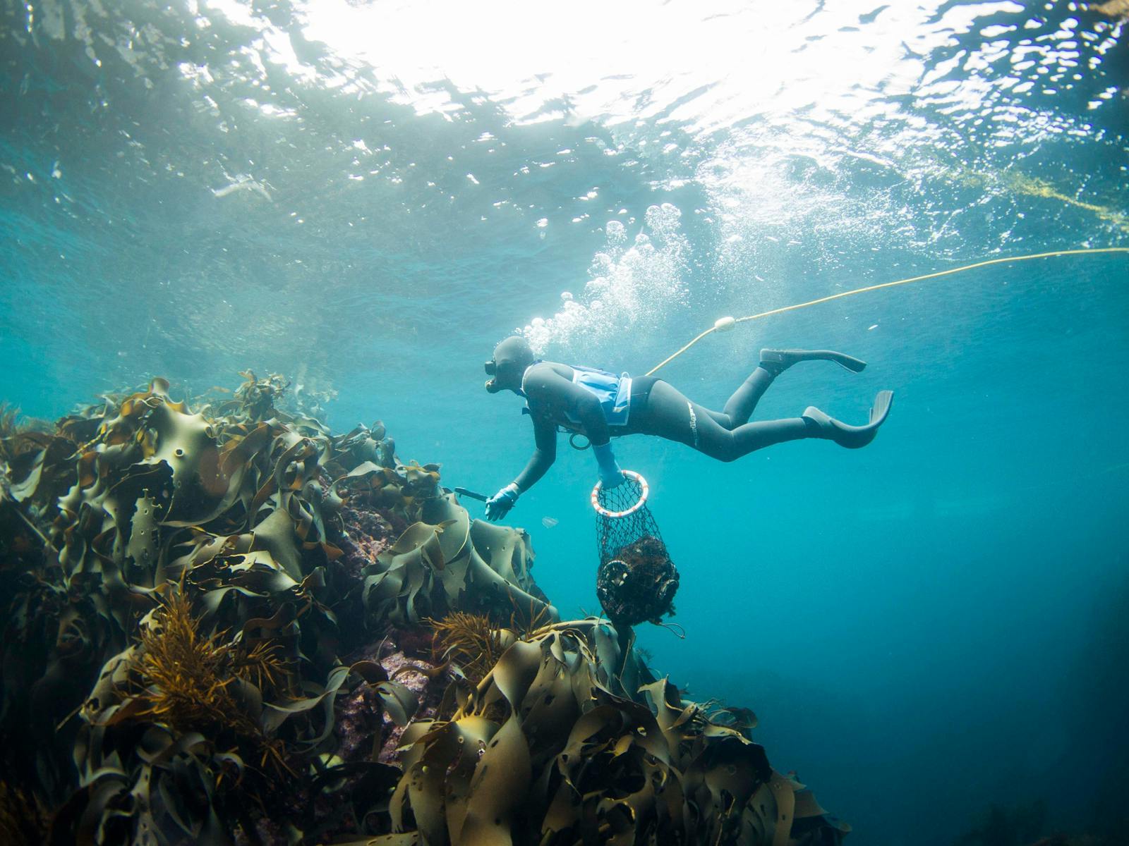 Candy Abalone - Discover Tasmania