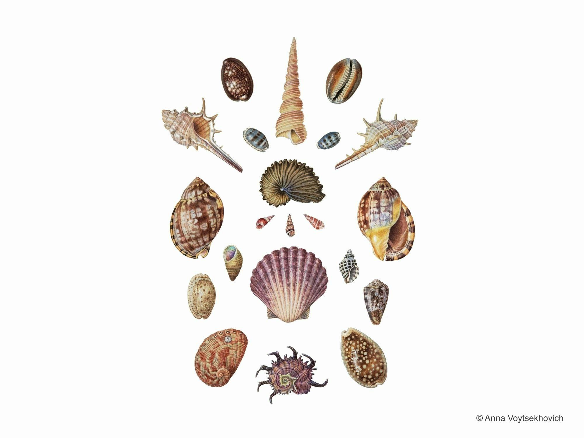 Experience Adelaide | 2026 Waterhouse Natural Science Art Prize…