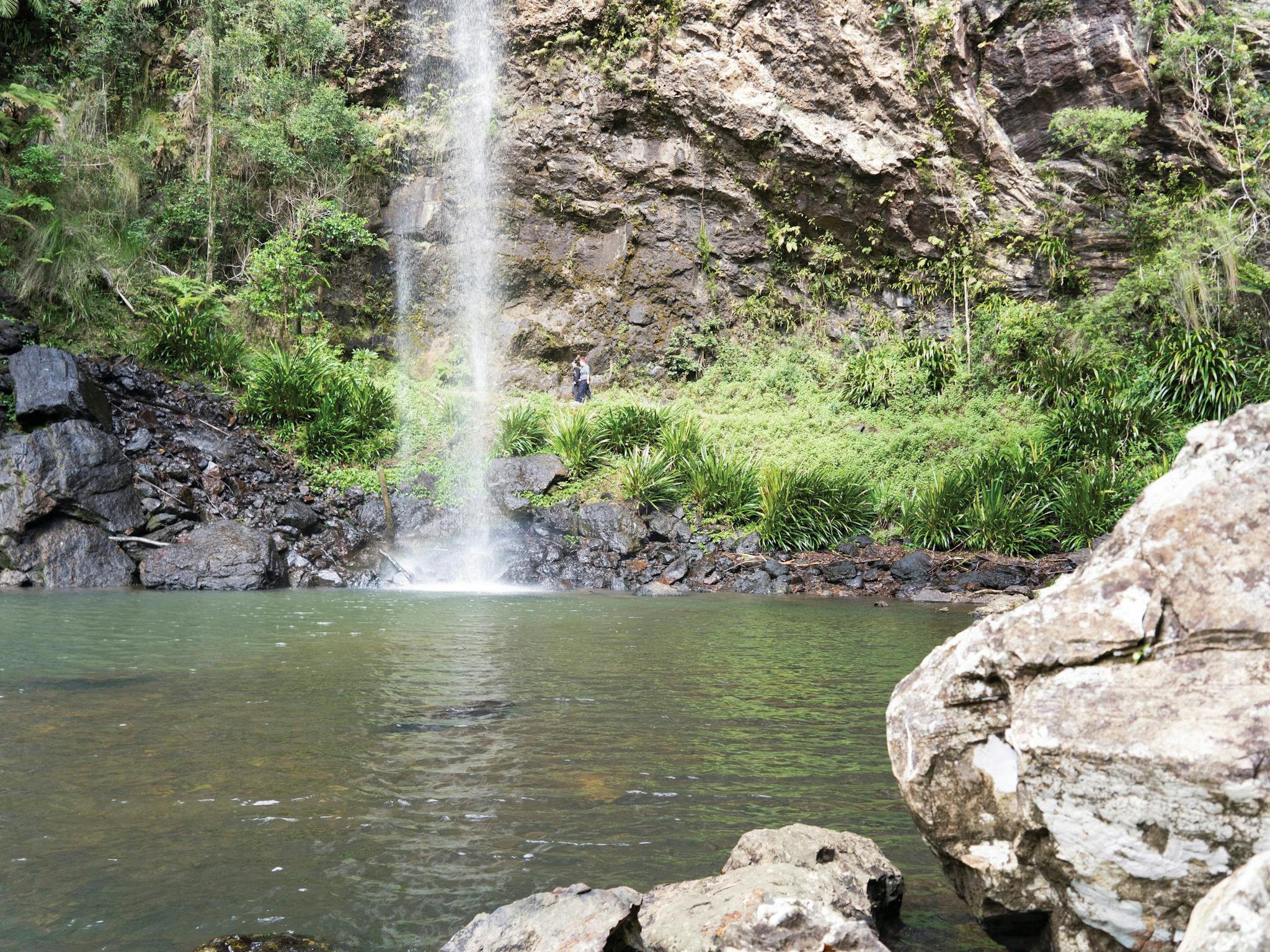 Twin Falls Circuit, Springbrook National Park - Journey - Queensland