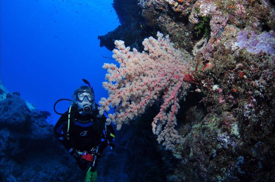 Norman Reef Dive Site | Cairns & Great Barrier Reef