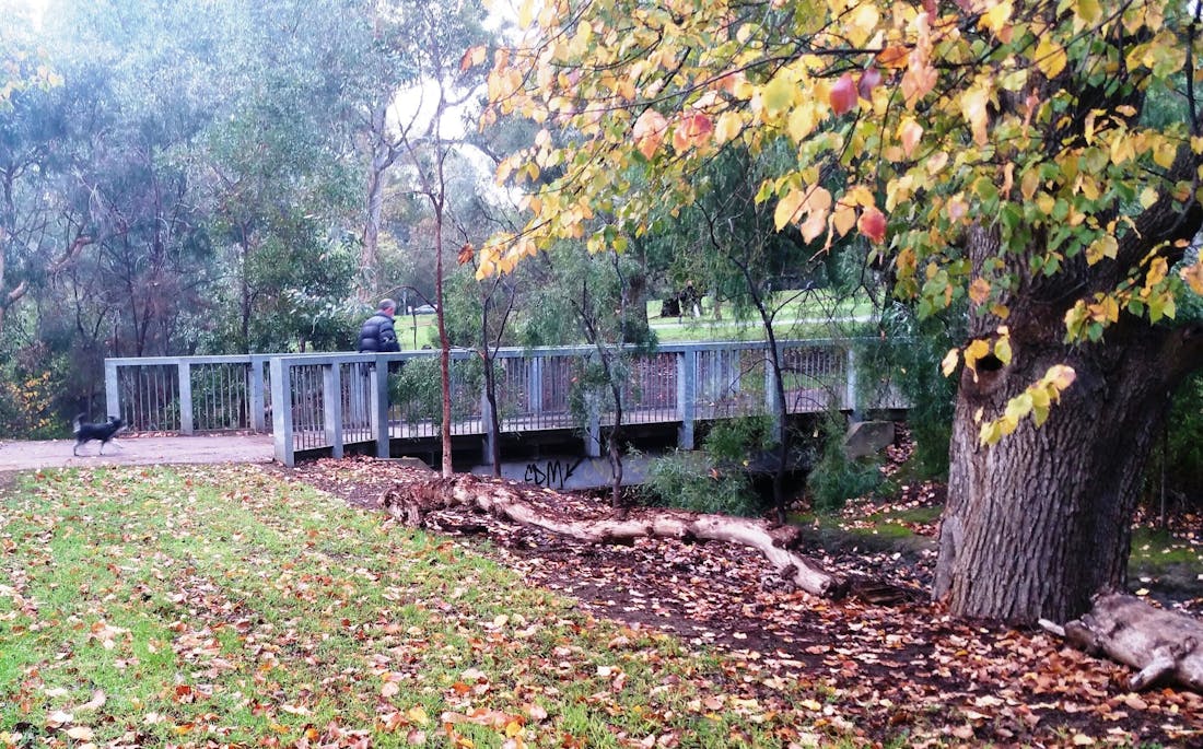 Guided walk through King Rodney Park / Ityamai-itpina (Park 15),