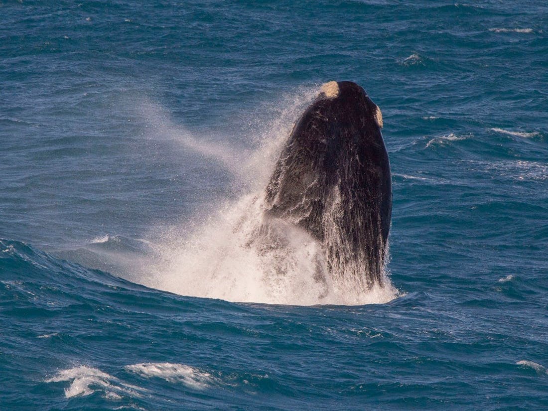 Head of Bight Whale Watching, Tour Service | South Australia
