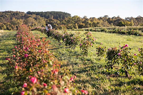 Jurlique Farm Tour & Hills Long Lunch - Mannum, Tour Service | So...