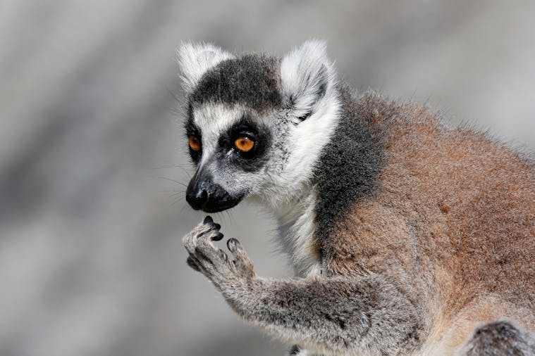 Gorge Wildlife Park - Cudlee Creek, Attraction | South Australia