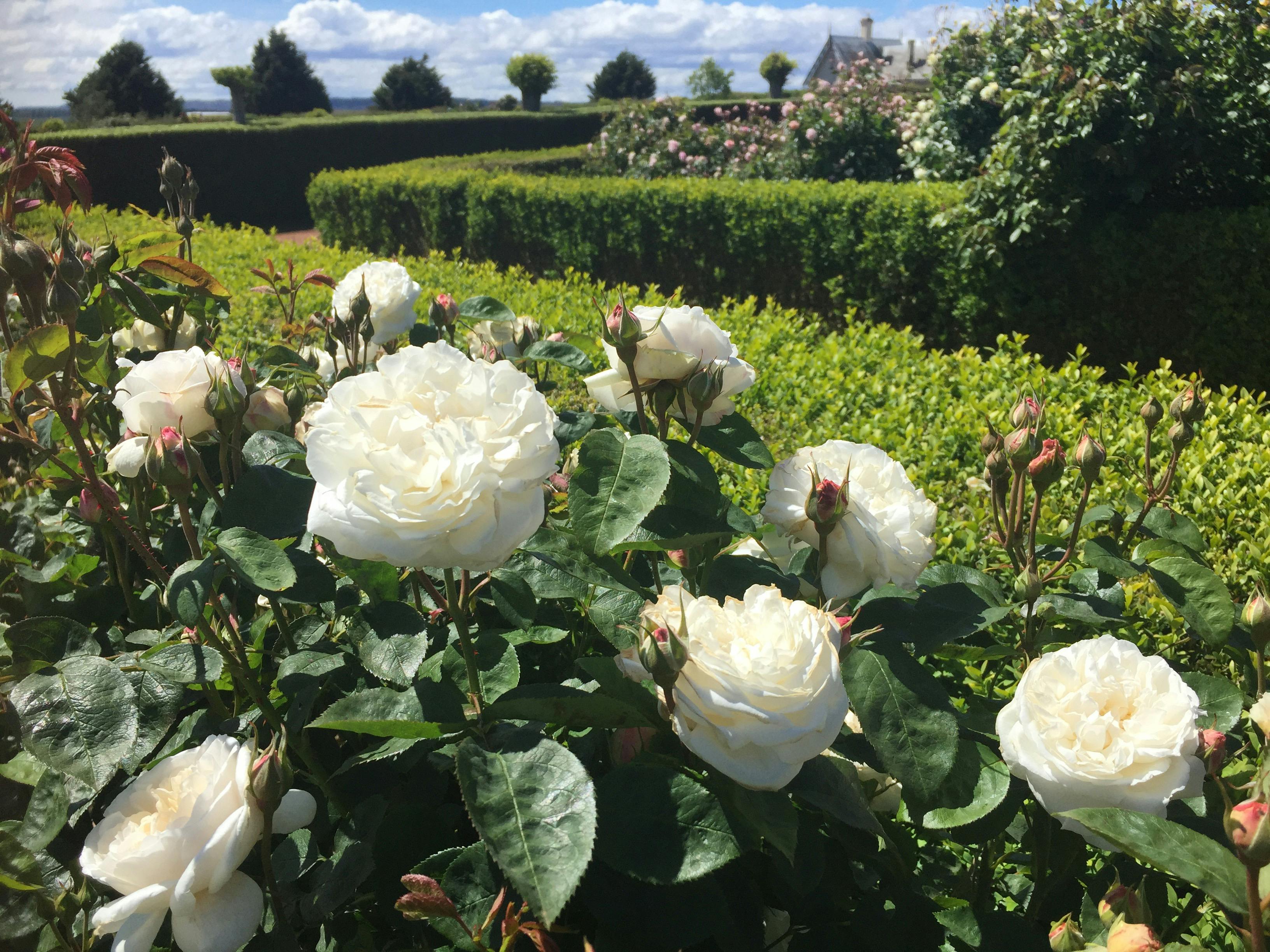 Festivals and Events - Discover Tasmania