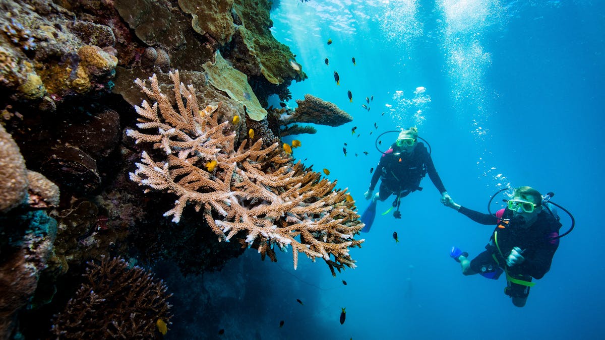 Great Barrier Reef The Whitsundays | Attractions | Queensland