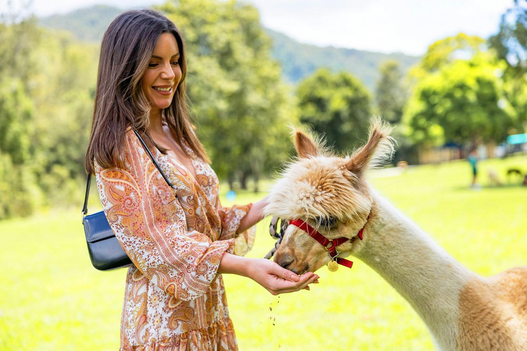 Mountview Alpaca Farm