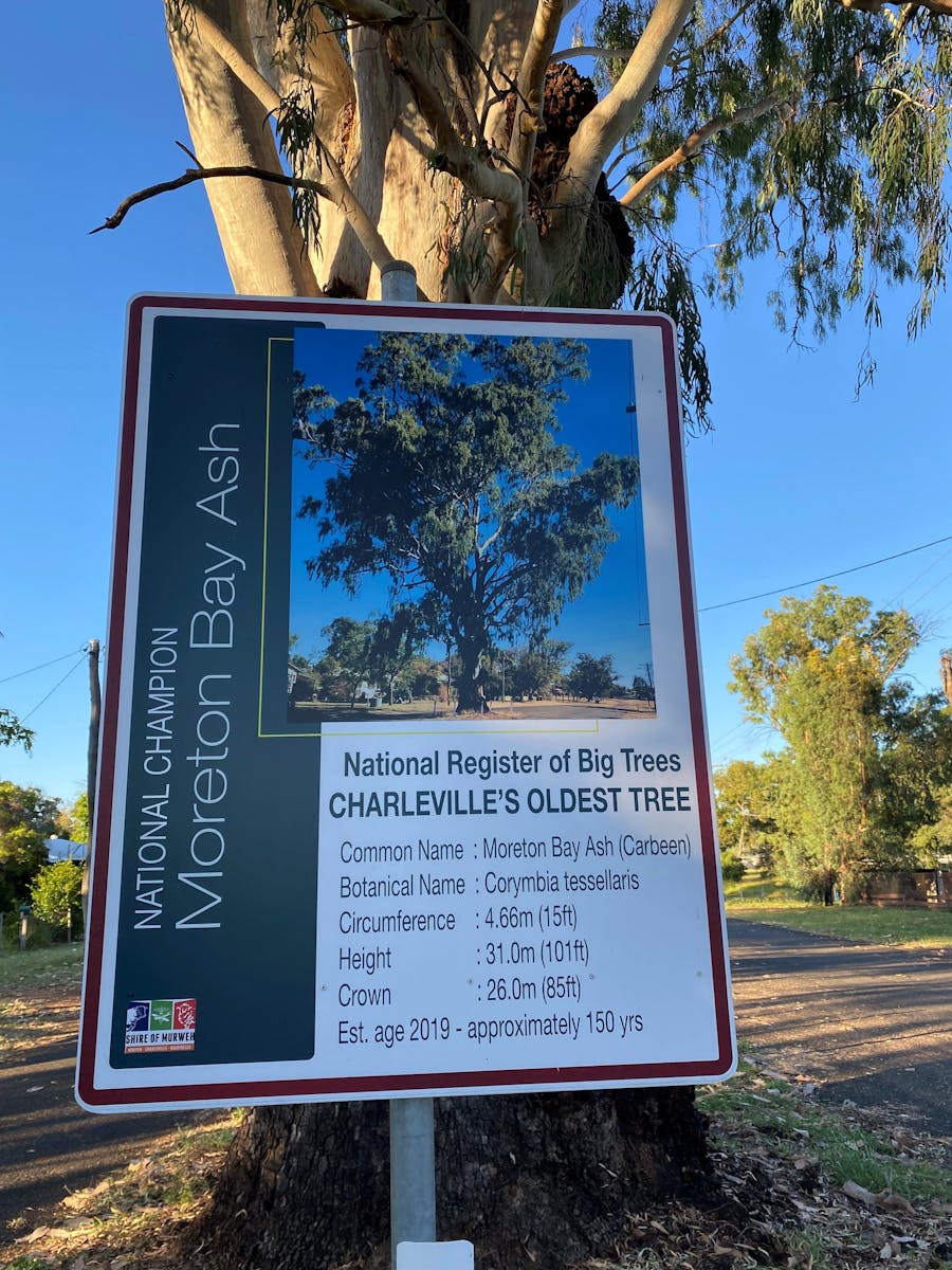 Charleville's Oldest Tree | Experience Charleville