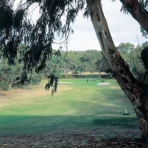 Millicent Golf Course - Mount Burr, Attraction | South Australia