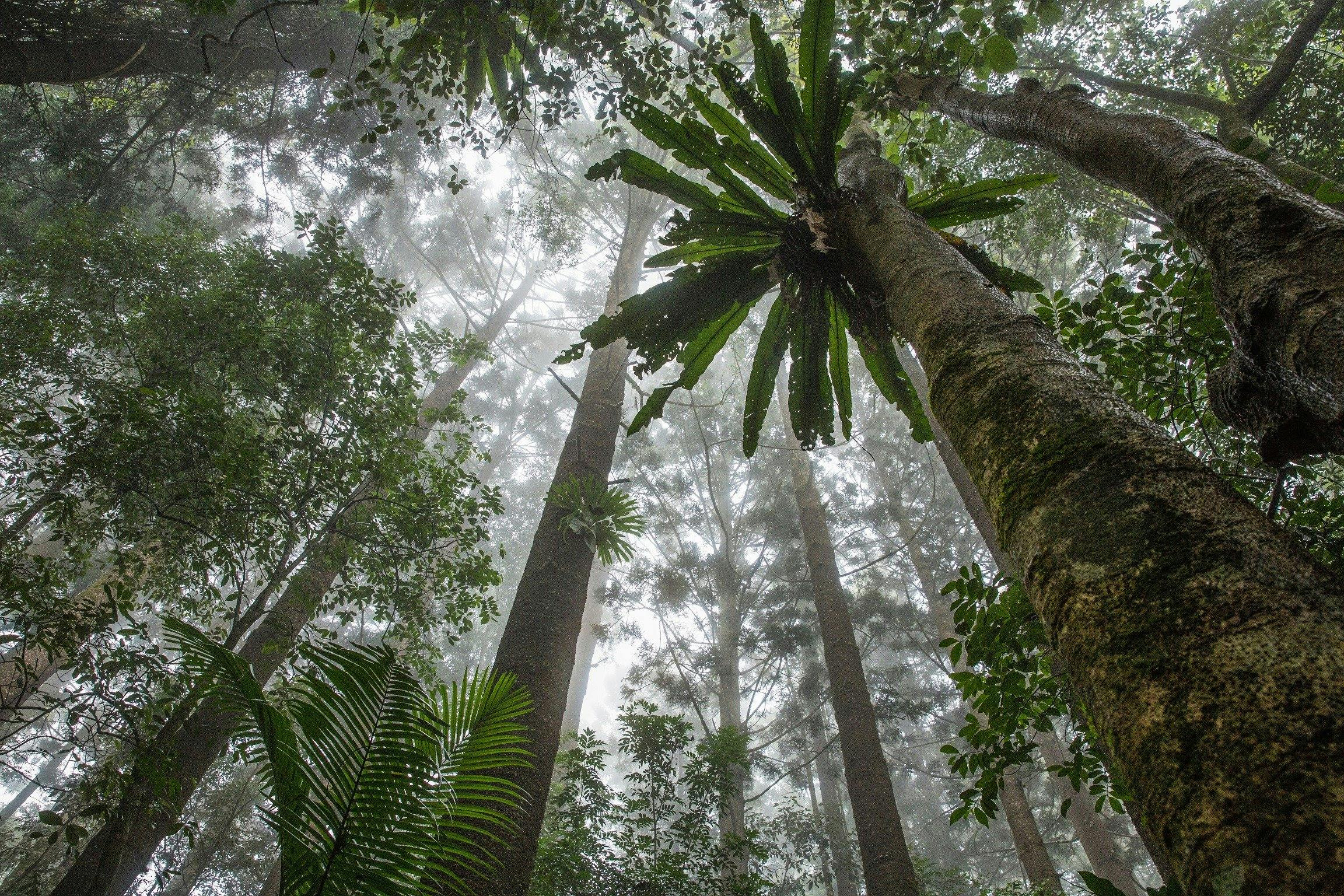 Maiala Day Use Area, Mount Glorious