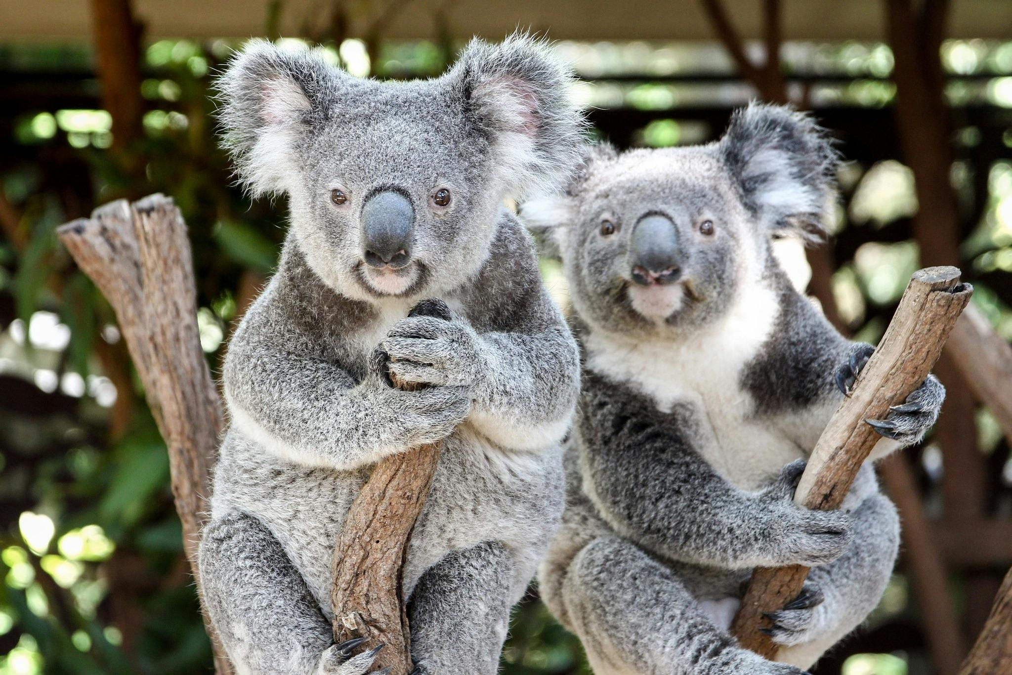 Lone Pine Koala Sanctuary