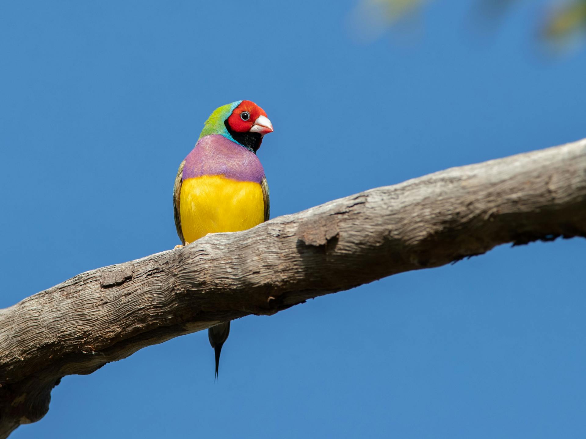 NT Bird Specialists, Birdwatching & Photography Safaris in Darwin - The ...