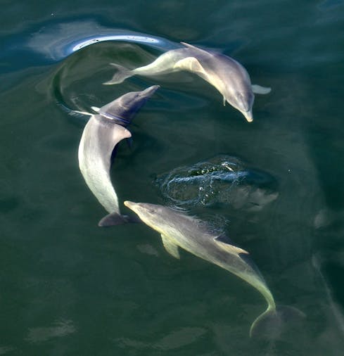 Adelaide Dolphin Sanctuary - Adelaide, Attraction | South Australia