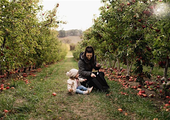 At Lenswood Pick Your Own Apples - Lenswood, Tour | South Australia