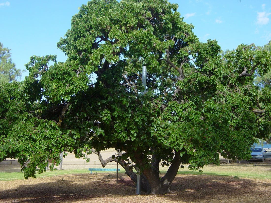 Old Mulberry Tree - Kingscote, Attraction | South Australia