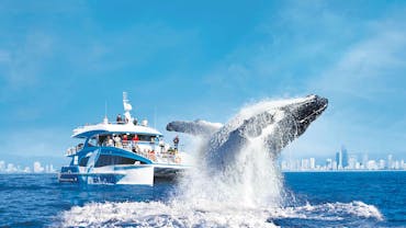 Iplay Adventure Coomera | Attractions | Queensland