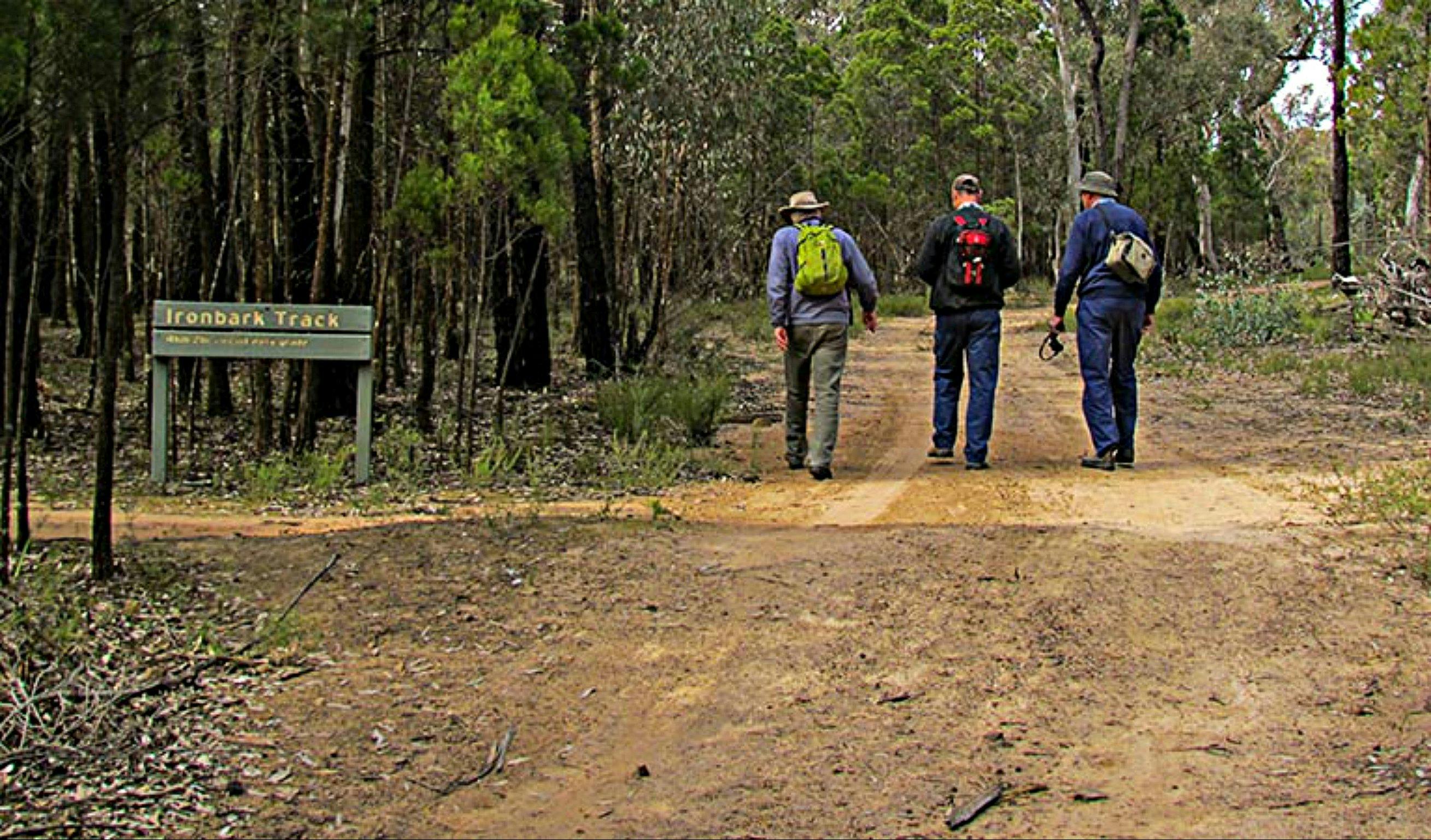 Ironbark Walking Track | NSW Holidays & Accommodation, Things to Do ...