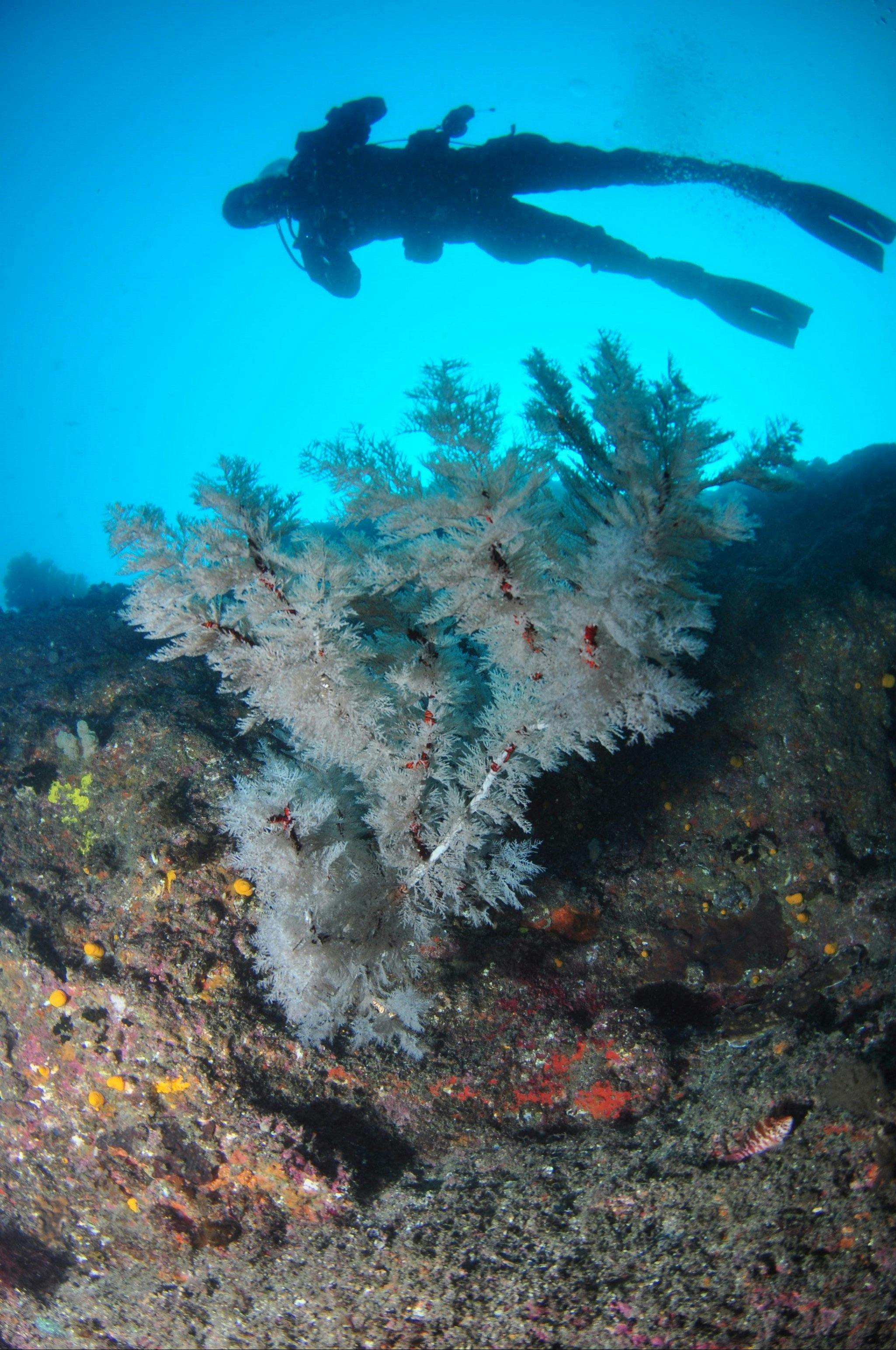 Middle Reef Dive Site