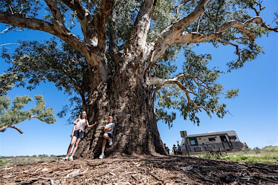 Giant Gum Tree - Orroroo, Attraction | South Australia