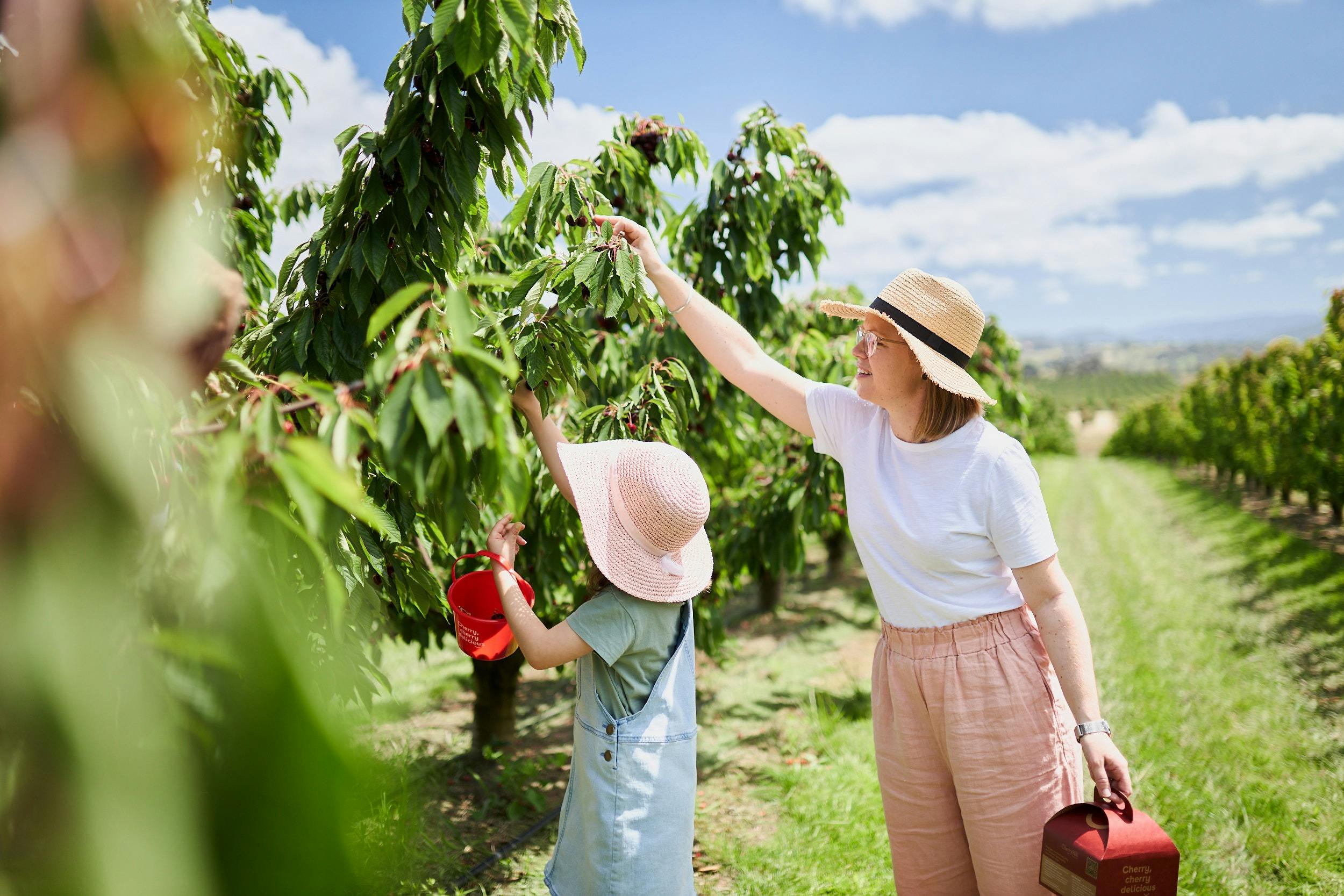 Cherry Picking at CherryHill Orchards - Coldstream in Coldstream - The Fold: Your Guide to ...