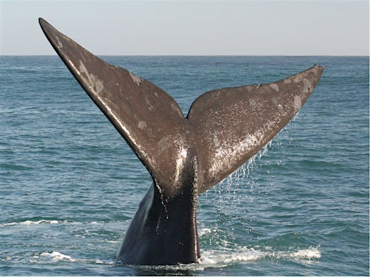 Southern Ocean Adventure, Tour Service | South Australia