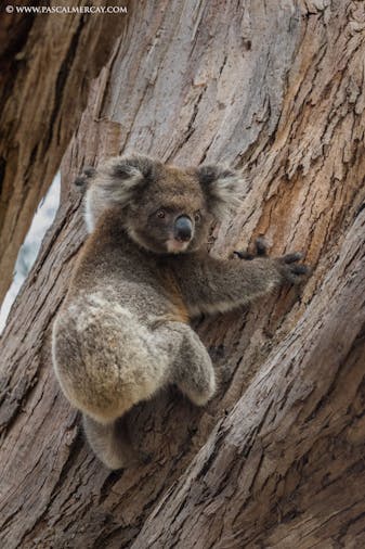 Guided Koala Walk - Karatta, Tour Service | SA Tourism