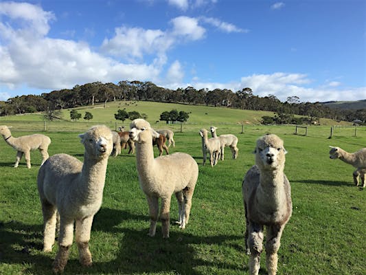 Softfoot Alpaca Farm - Hindmarsh Valley, Tour | South Australia