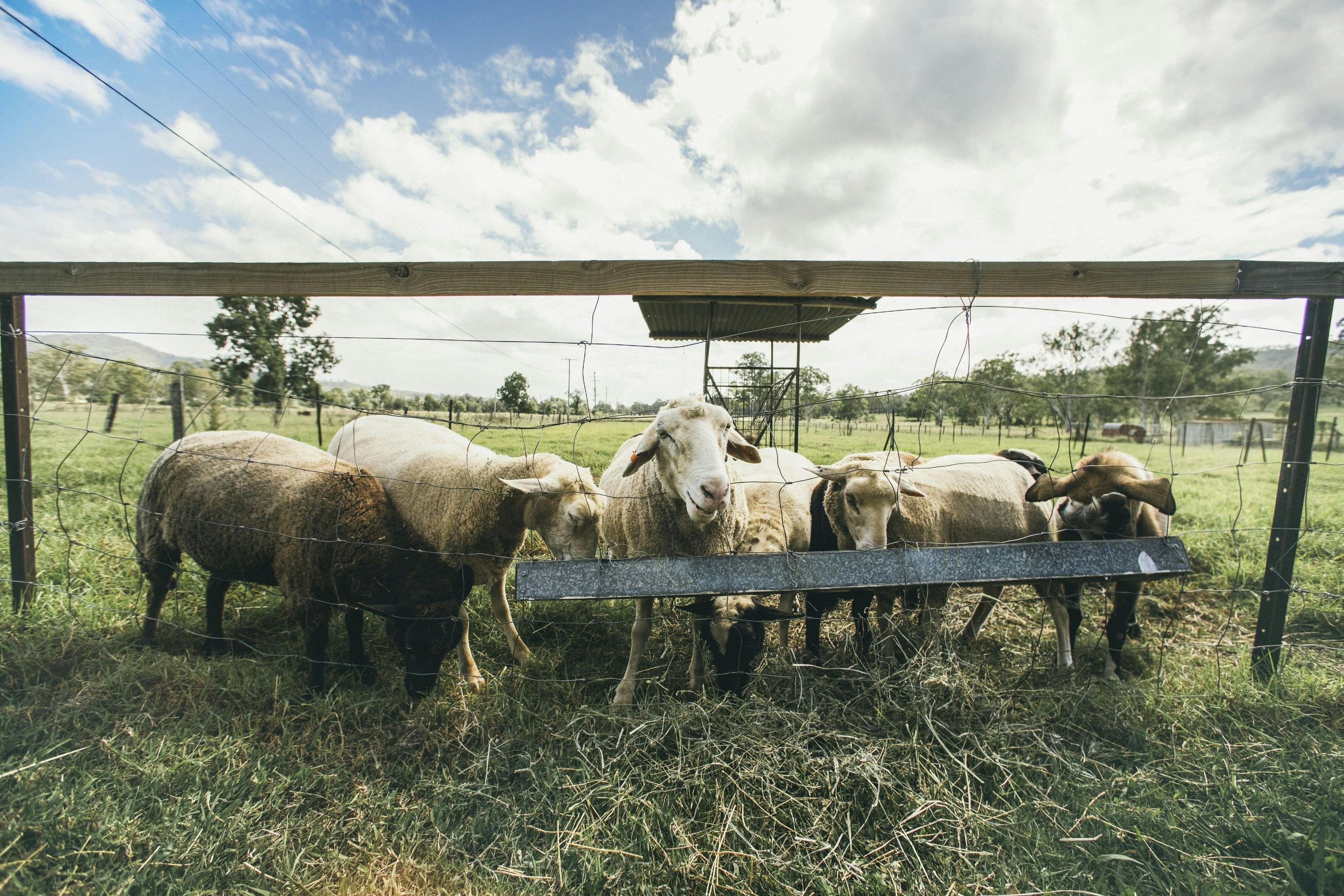 Tommerups Dairy Farm