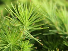 Kuitpo Forest - Kuitpo, Attraction | South Australia