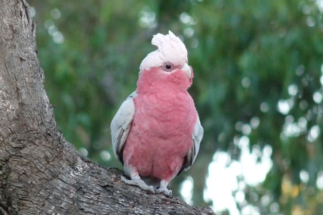 Bird Tours SA - Adelaide, Tour | South Australia