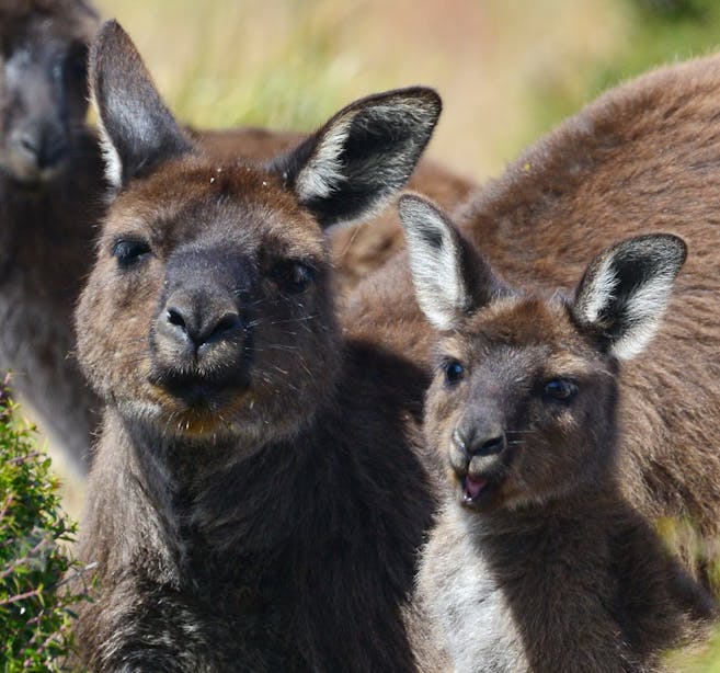 West End • Kangaroo Island, South Australia