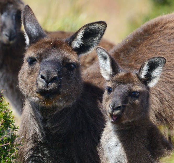 Hanson Bay Wildlife Sanctuary Experiences • Kangaroo Island, South Australia