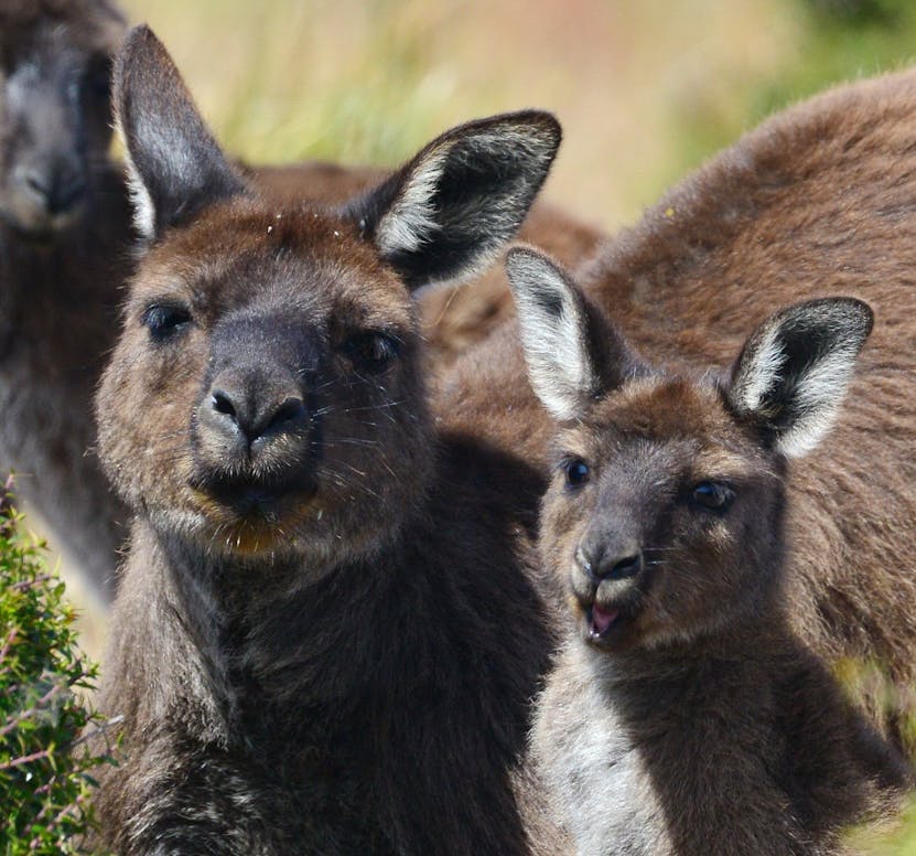 Hanson Bay Wildlife Sanctuary Experiences • Kangaroo Island, South Australia