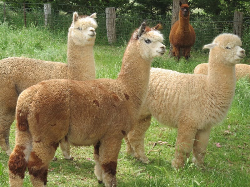 Alpaca farm experience: Crookwell | Sydney, Australia - Official Travel ...