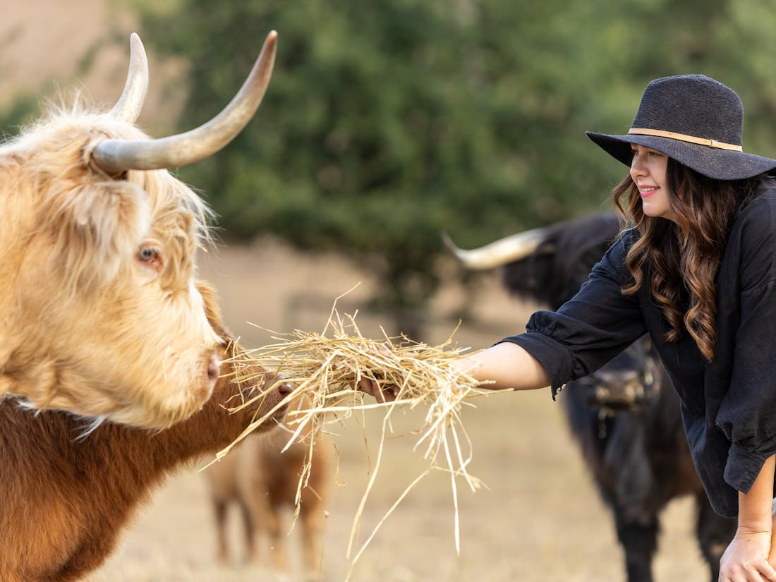 Highland Cow - Experience - ' Cuddle A Cow ' - Clarendon, Event