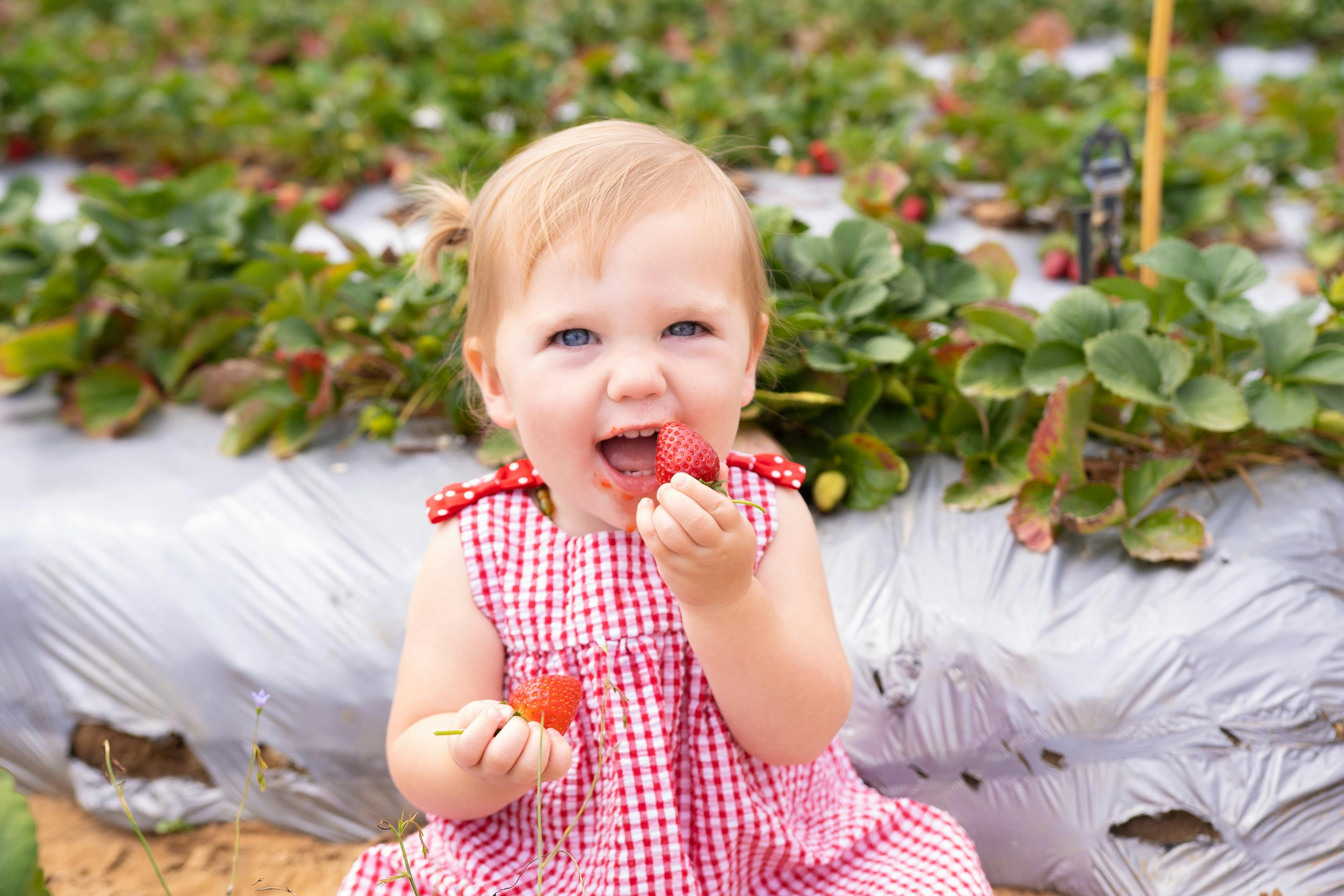 LuvaBerry Strawberry Farm