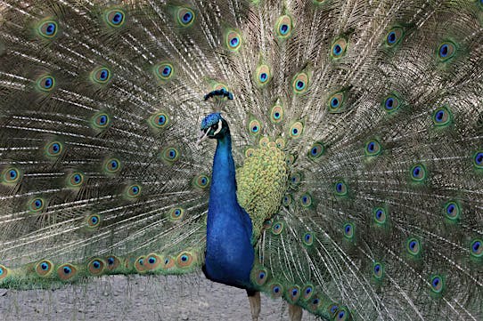 Gorge Wildlife Park - Cudlee Creek, Attraction | South Australia