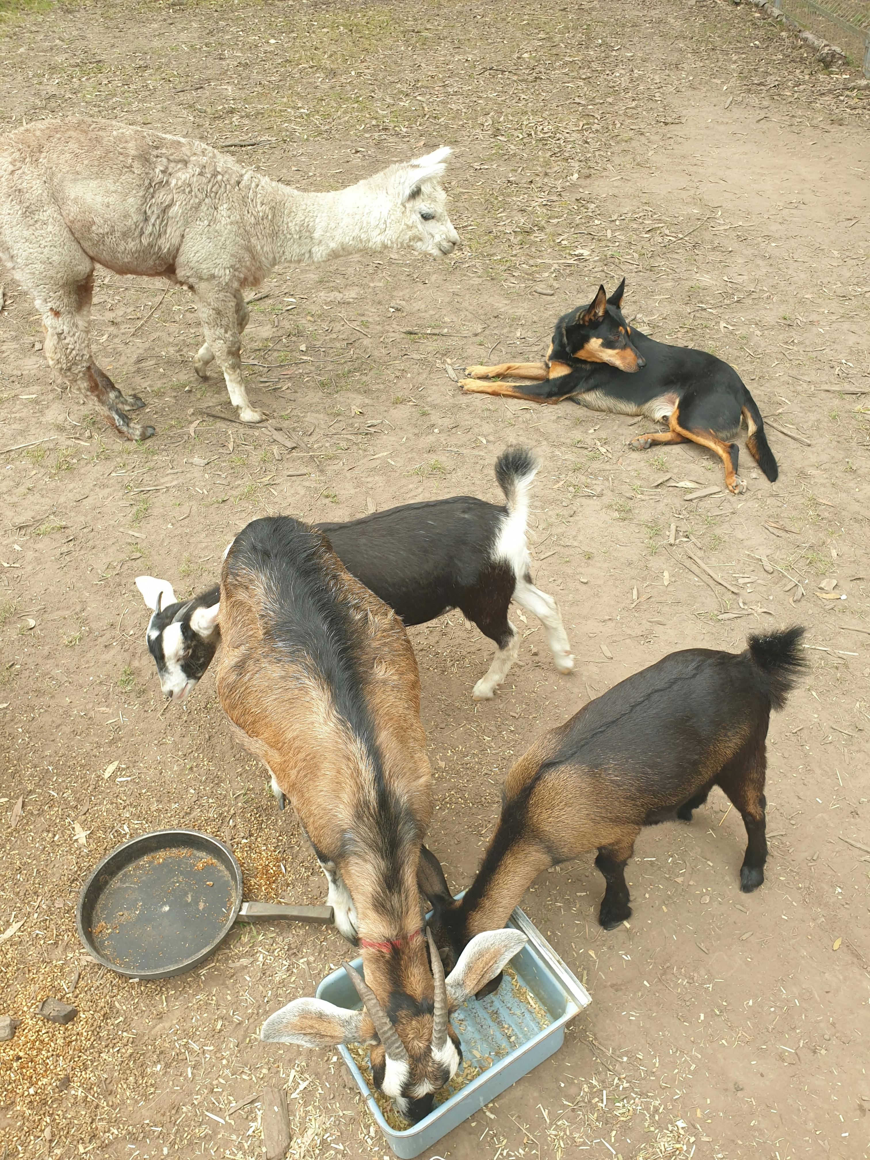 The Wandy Donkey Experience - Shoalhaven - South Coast NSW