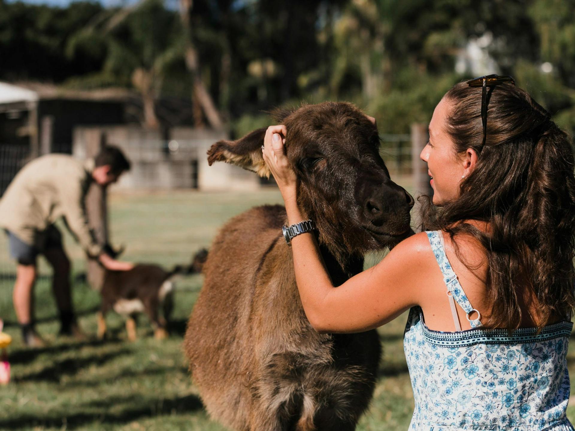 Summerland Farm in Alstonville - The Fold: Your Guide to Everything ...